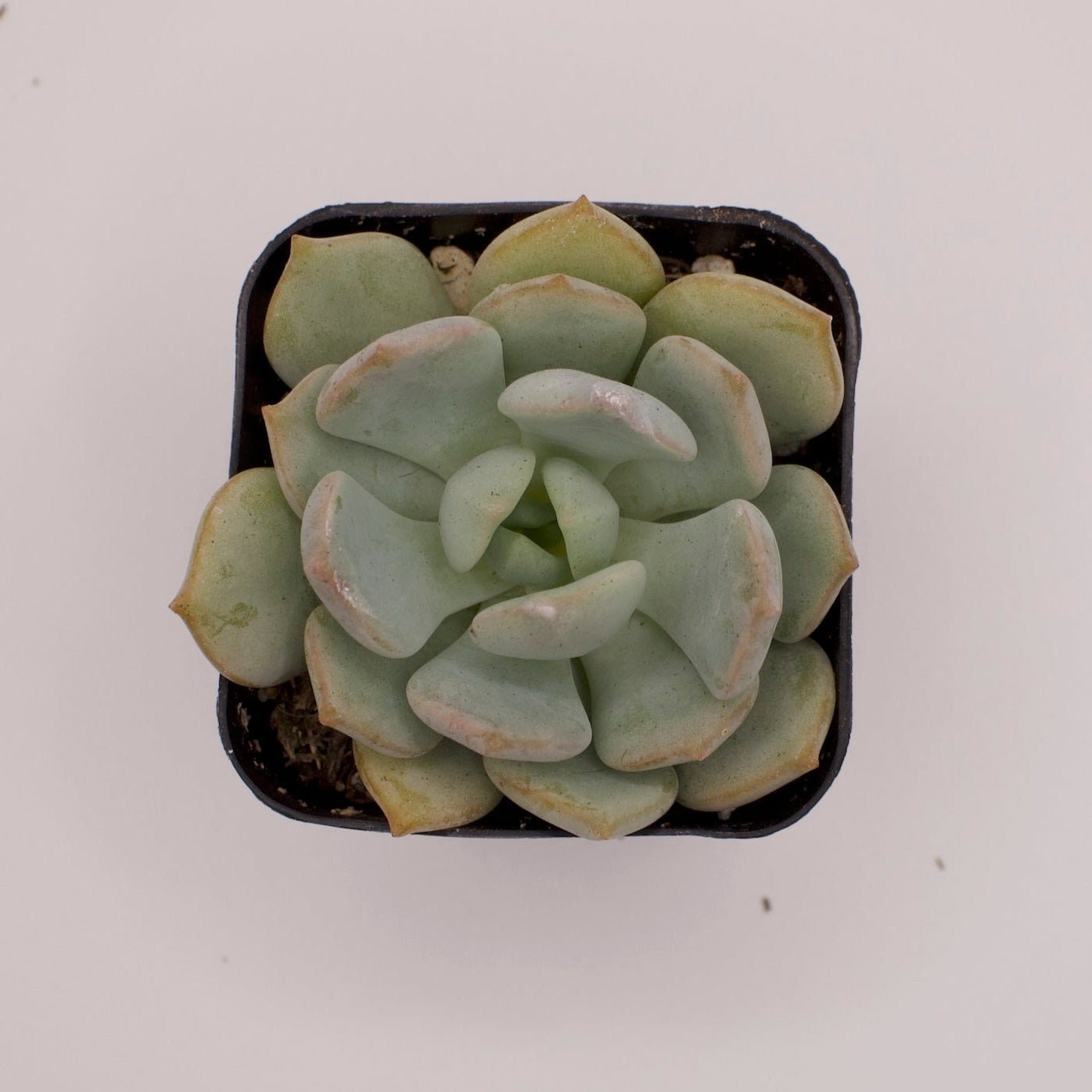 Graptoveria Moonglow - Etsy