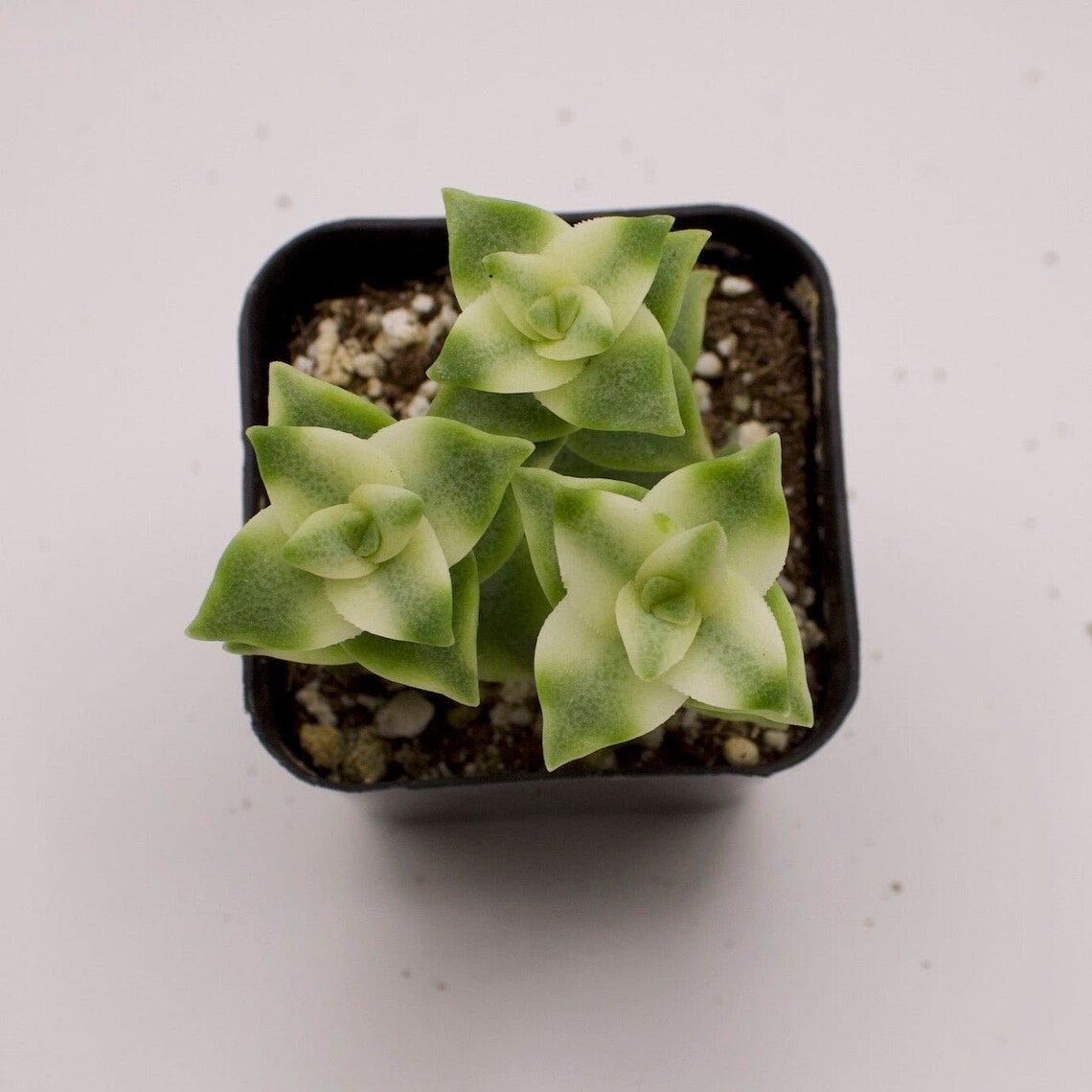 Crassula Variegated String of Buttons - Etsy