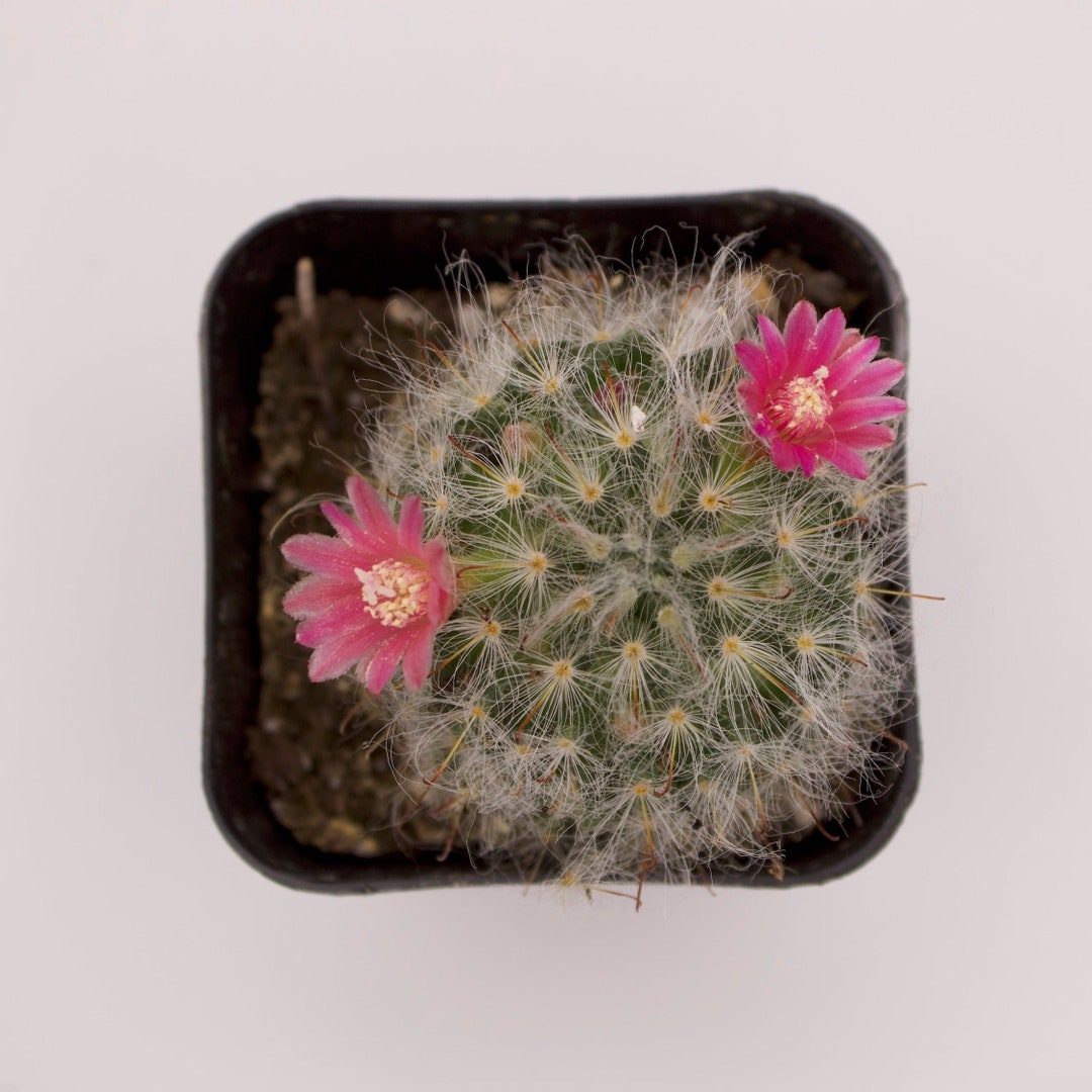 Mammillaria Powder Puff Cactus - Etsy