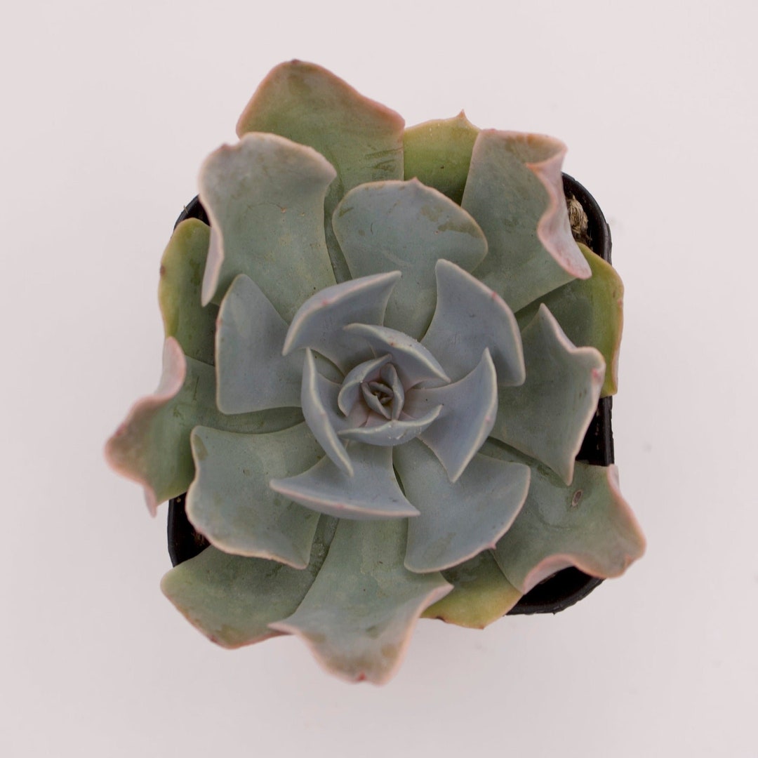 Echeveria Blue Frills - Etsy