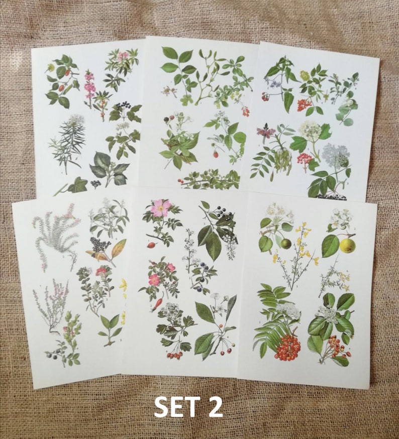 Botanical Set of Vintage Book Pages Nature Illustrations - Etsy