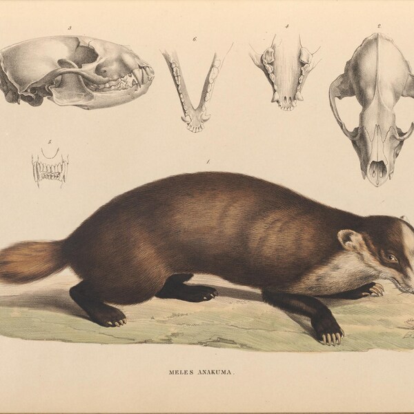 Natural Science - Etsy UK