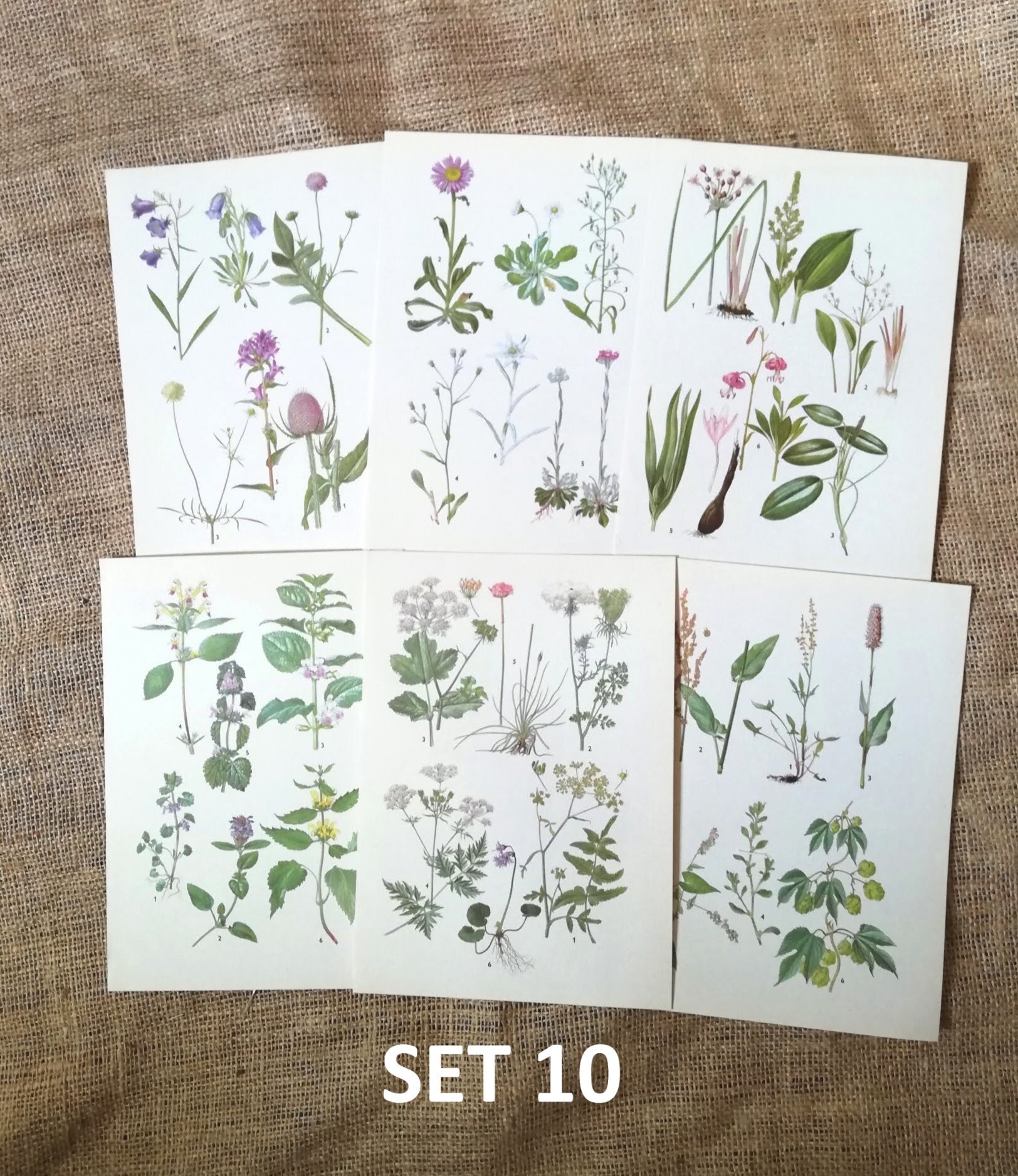 Botanical Set of Vintage Book Pages Nature Illustrations | Etsy