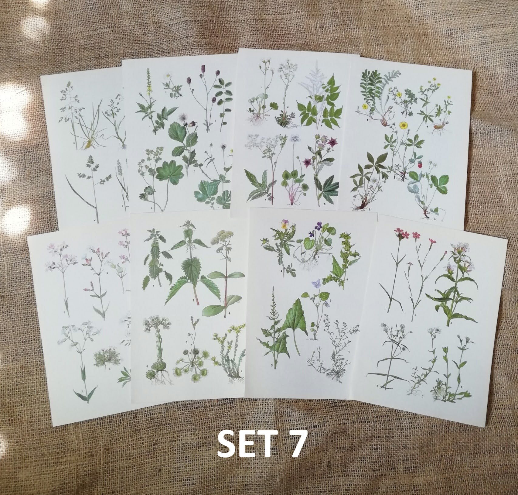 Botanical Set of Vintage Book Pages Nature Illustrations | Etsy