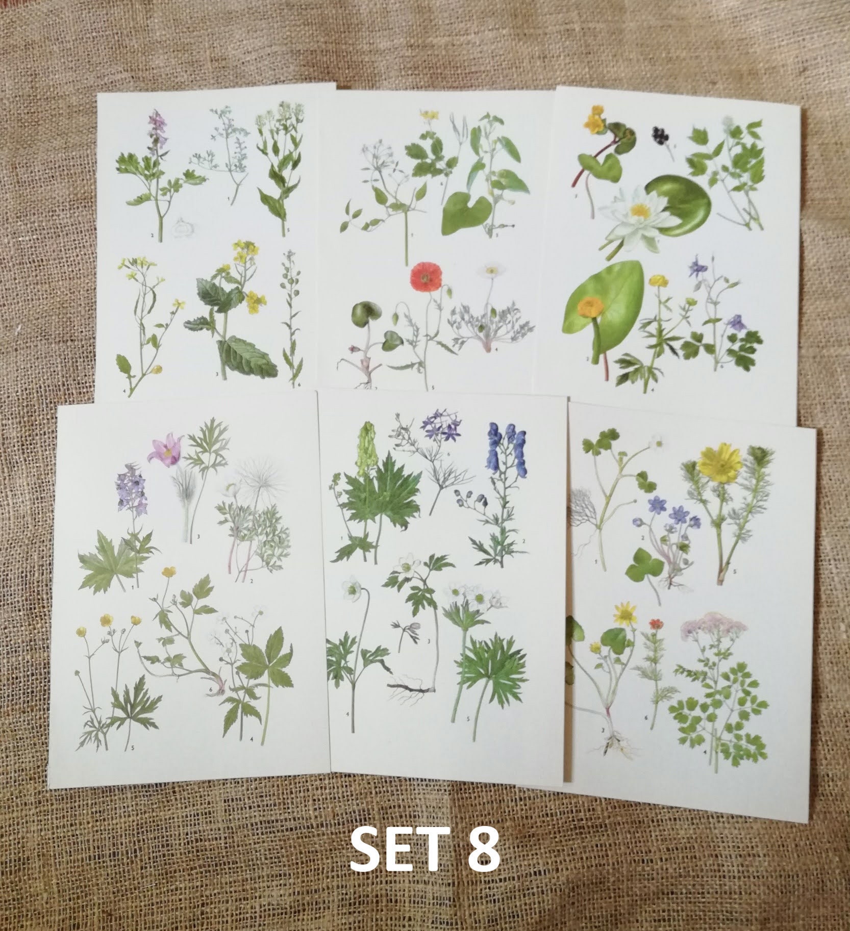 Botanical Set of Vintage Book Pages Nature Illustrations | Etsy