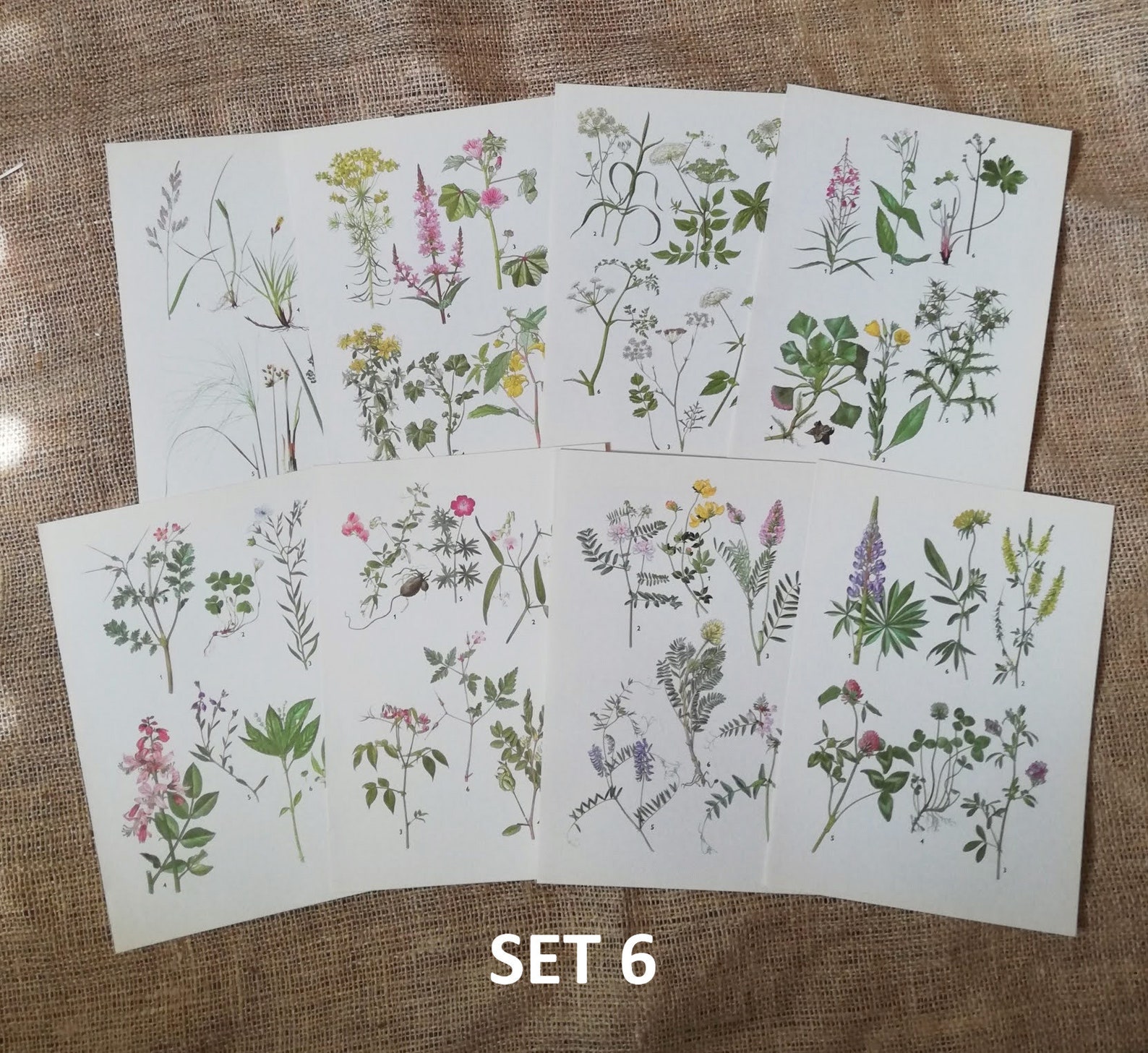Botanical Set of Vintage Book Pages Nature Illustrations - Etsy