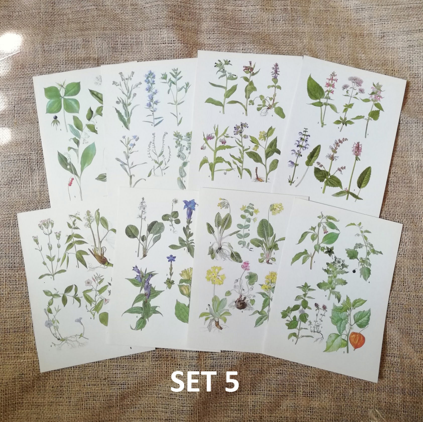 Botanical Set of Vintage Book Pages Nature Illustrations - Etsy