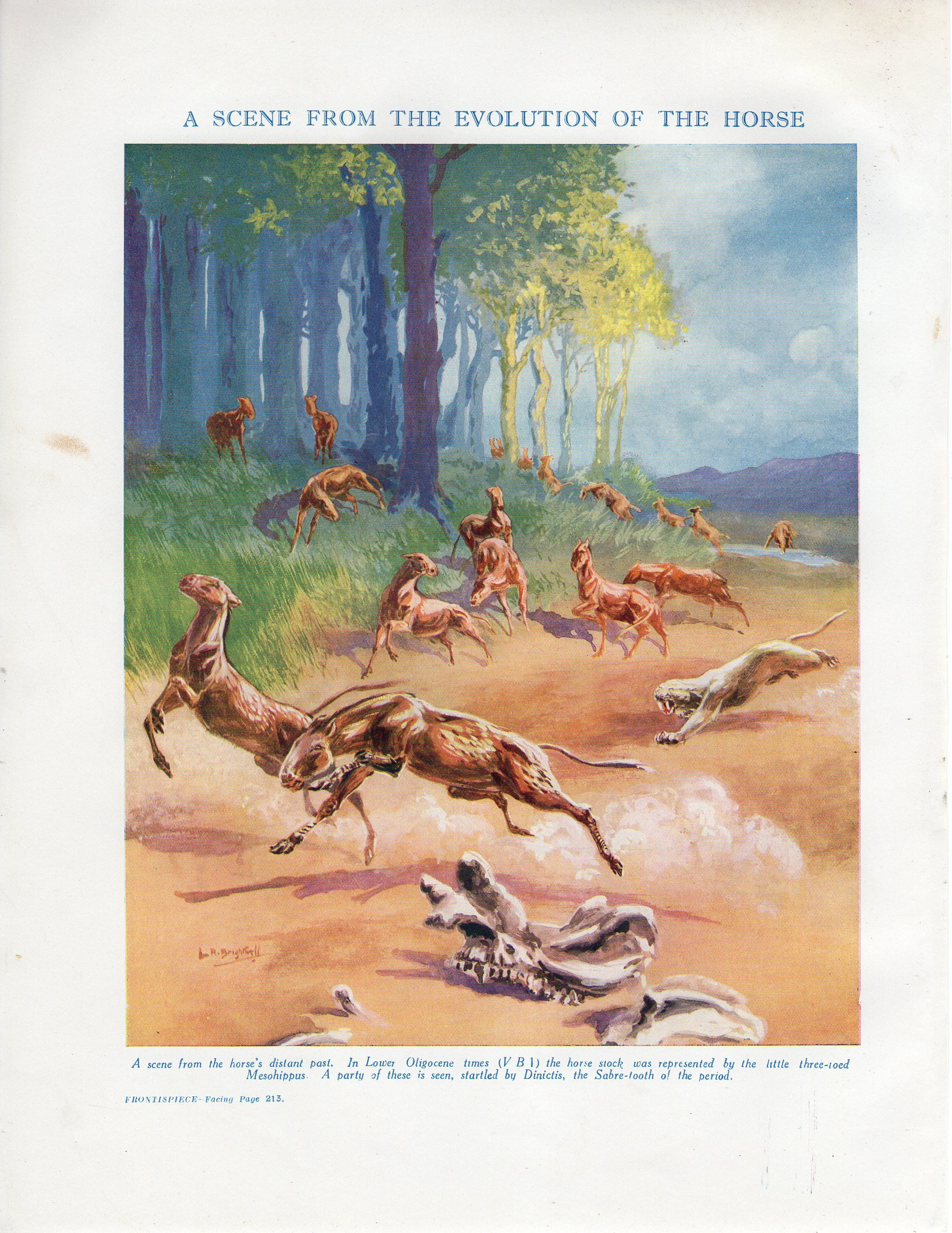 Horse Evolution Tree