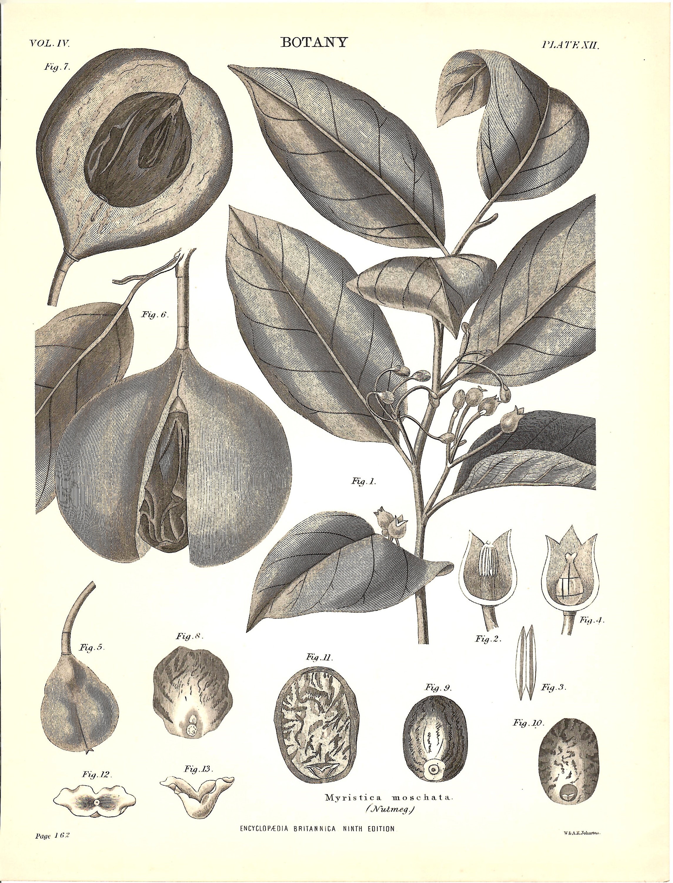 Nutmeg Plant Drawing