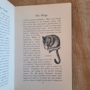 The Wildlife of Our Land Hedges Nature Vintage Book, Natural History ...