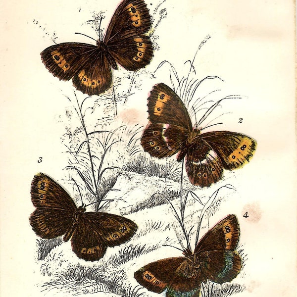 British Print - Etsy