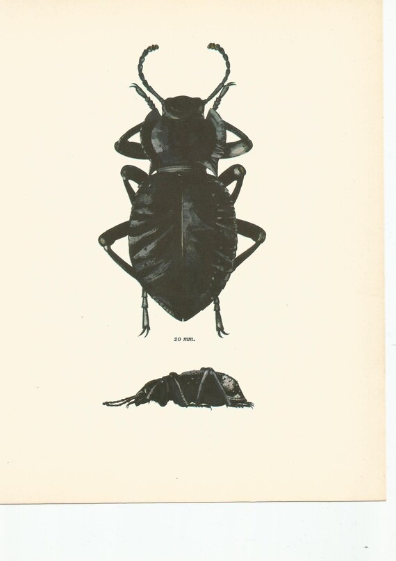 Black Beetle Book Page Print Insect Nature Natural History | Etsy