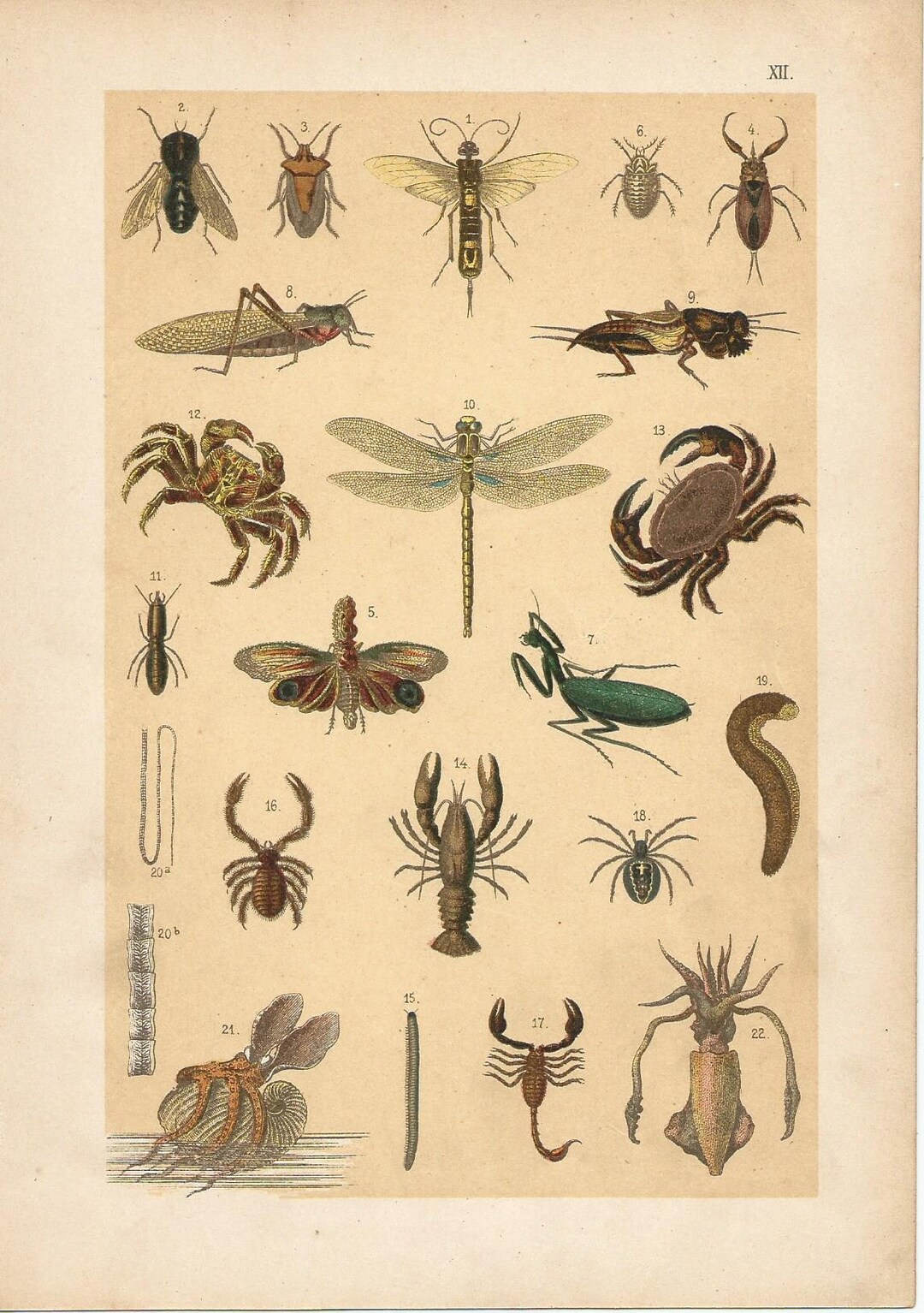 Invertebrates Rare Vintage Book Page Print Colour Plate Antique Old ...