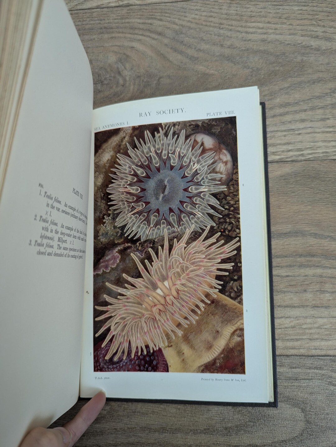 British Sea Anemones Vintage Book, Natural History, Nature, Antiquarian ...