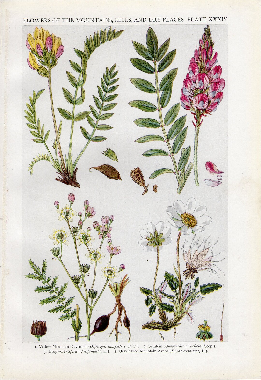 Wild Flowers Vintage Book Plate Print Page Paper Wall Decor Art Gallery ...