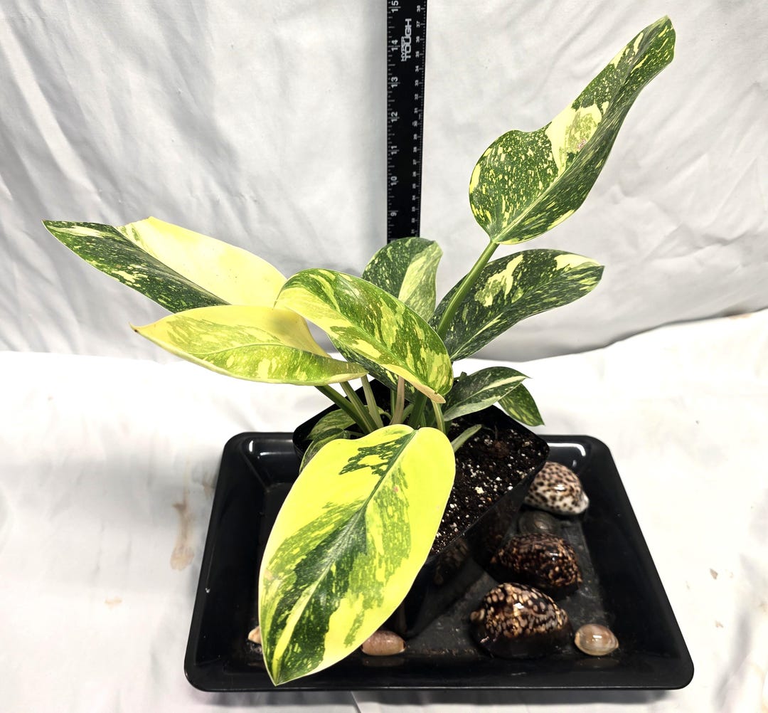 Philodendron Green Congo Nuclear Variegated - Etsy