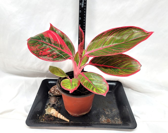 Thai Aglaonema Khanza - Etsy