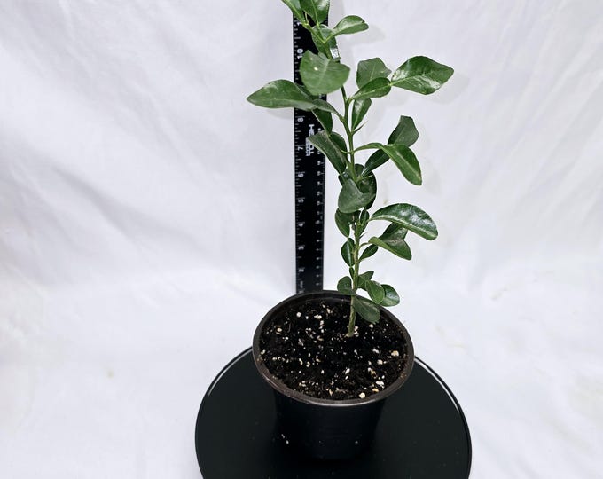 Kieffer Lime Plant, Makrut, Thai Kiefer Lime - Etsy