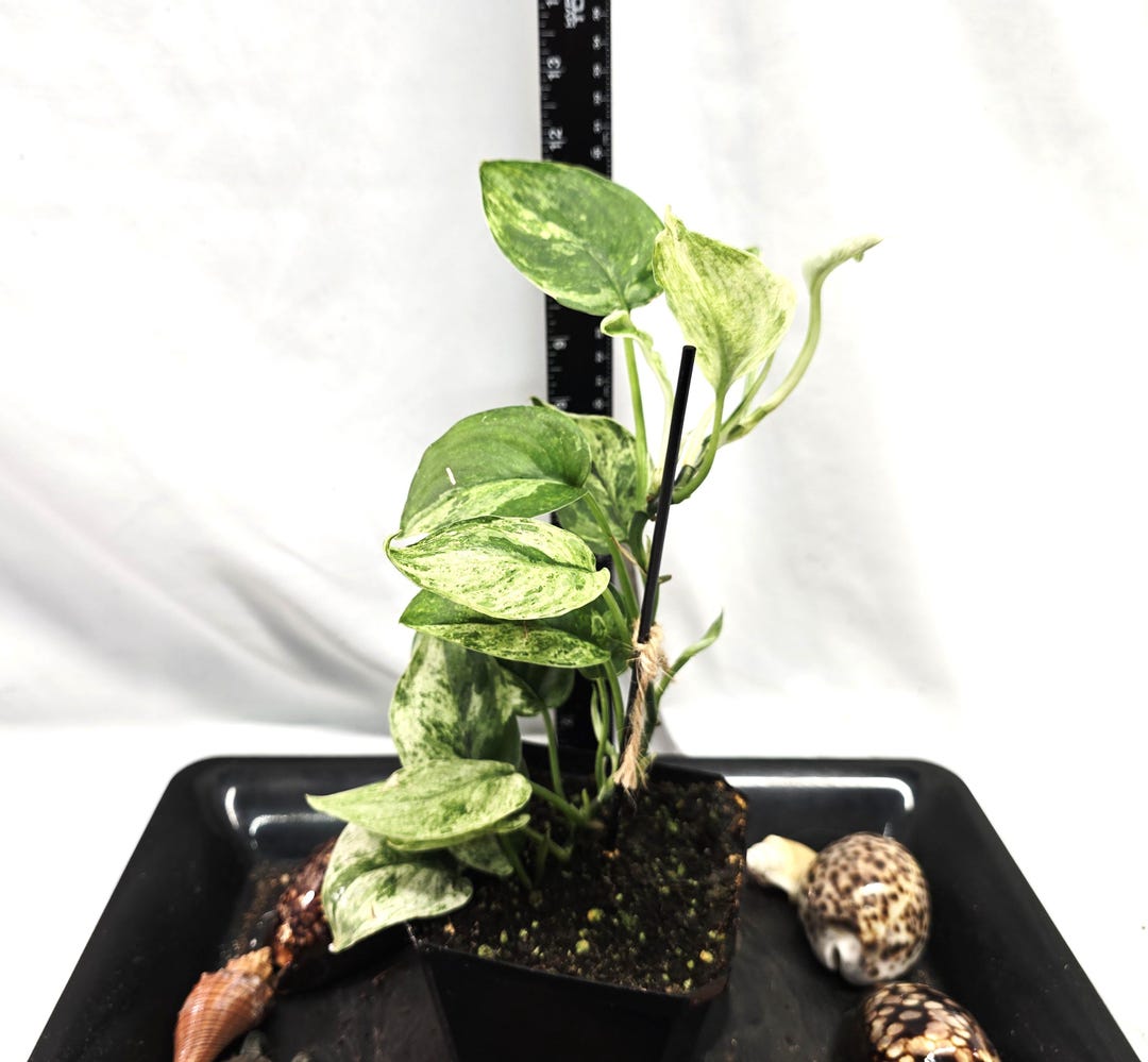 Shingle Plant Jade Satin Marble Scindapsus Wall Climber - Etsy