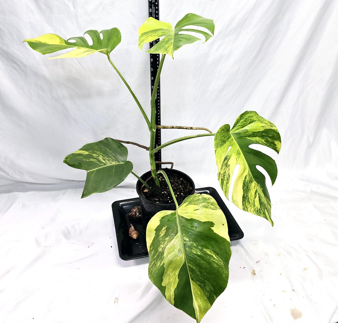 Monstera Aurea - Etsy