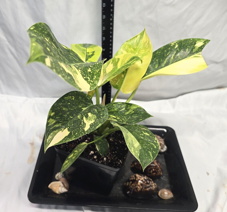 Philodendron Green Congo Nuclear Variegated - Etsy