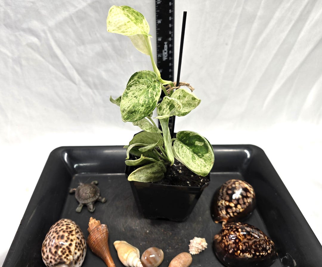 Shingle Plant Jade Satin Marble Scindapsus Wall Climber - Etsy