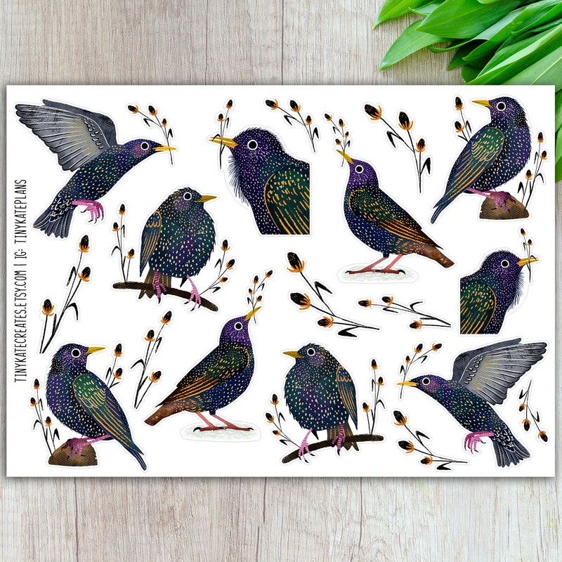 Starling Bird Prints - Etsy