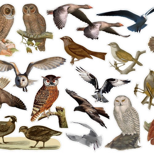 Vintage Bird Sticker SET 2 for Junk Journals Vintage Inspired - Etsy