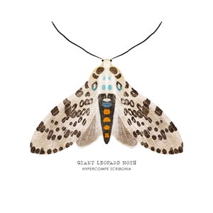 Moth Folded Notecard Set of 5 or 10, Moth Art Cards, Moth Greeting Card ...