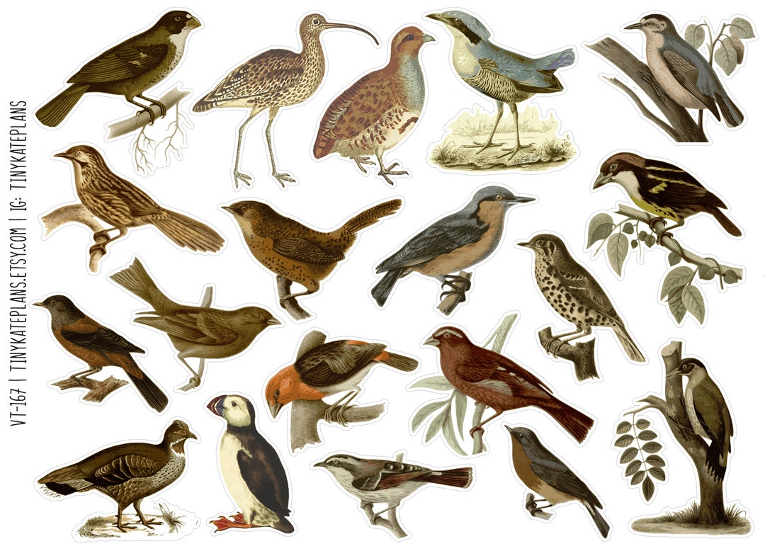 Vintage Bird Sticker SET 1 for Junk Journals, Vintage Inspired Forest ...