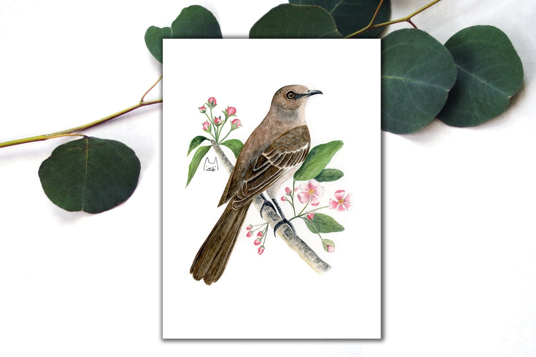 Northern Mockingbird Postcard, Arkansas State Bird Postcards, Penpal ...