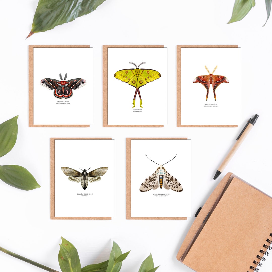 Moth Folded Notecard Set of 5 or 10, Moth Art Cards, Moth Greeting Card ...