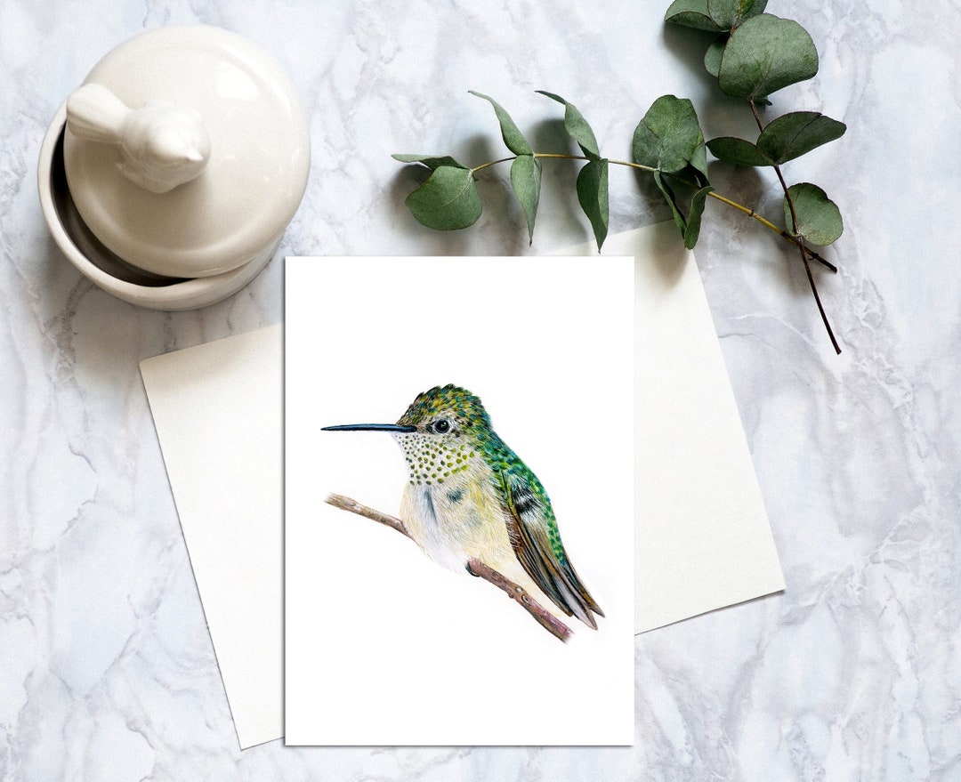 Broad Tailed Hummingbird Bird Postcard, Colored Pencil Bird Postcards ...