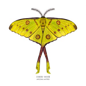 Moth Folded Notecard Set of 5 or 10, Moth Art Cards, Moth Greeting Card ...