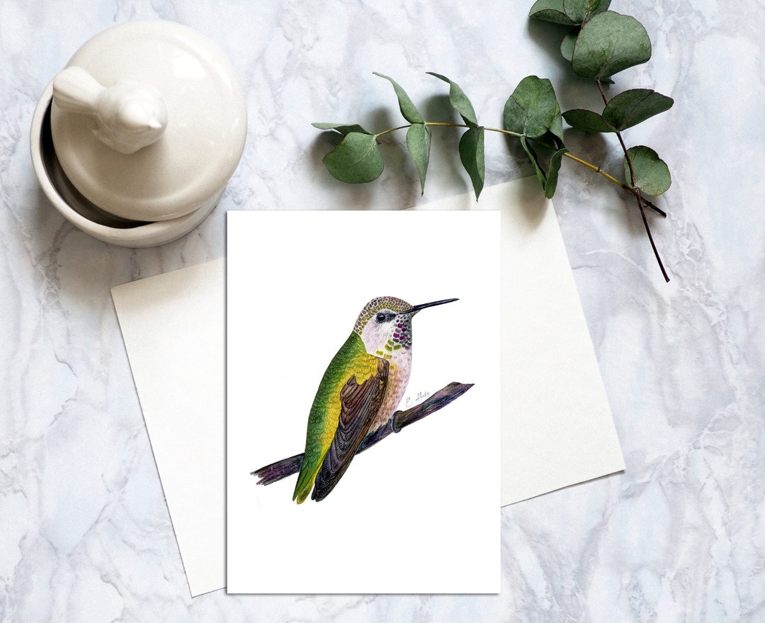 Anna's Hummingbird Female Bird Postcard, Colored Pencil Bird Postcard ...