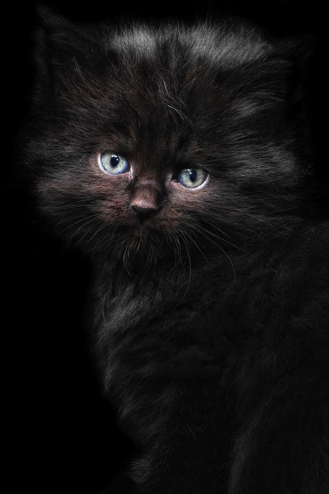 Troll Cat * Ultimate Familiar Spirit of Spell Boosting Empowerment ...