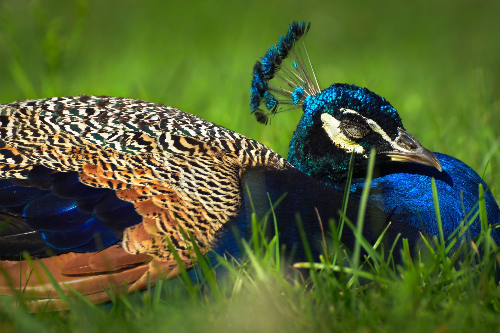 Sleeping Peacock Photo - Art Print as Poster Canvas or Hard Foam ...