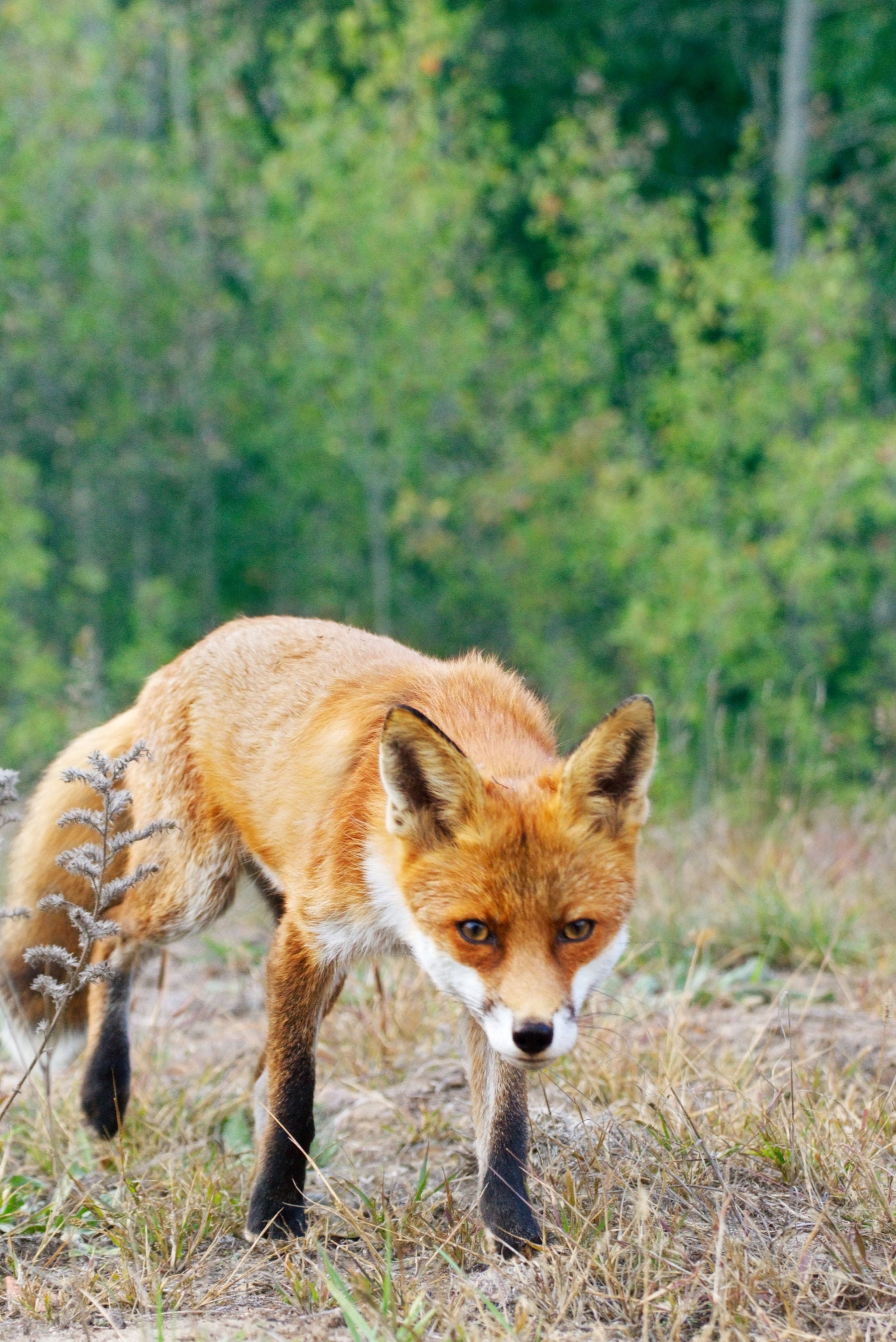 Sneaking Fox