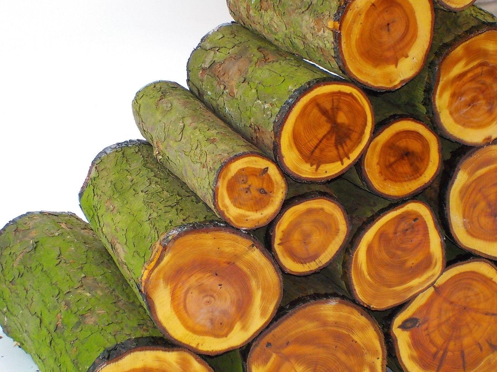 English Yew Log Blanks for Wood Turning or Carving - Etsy UK