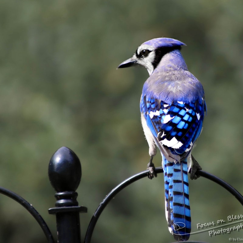 Blue Jay Wings - Etsy
