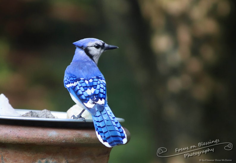DIGITAL DOWNLOAD Blue Jay Photograph Photography Bundle Lot Wall ART ...