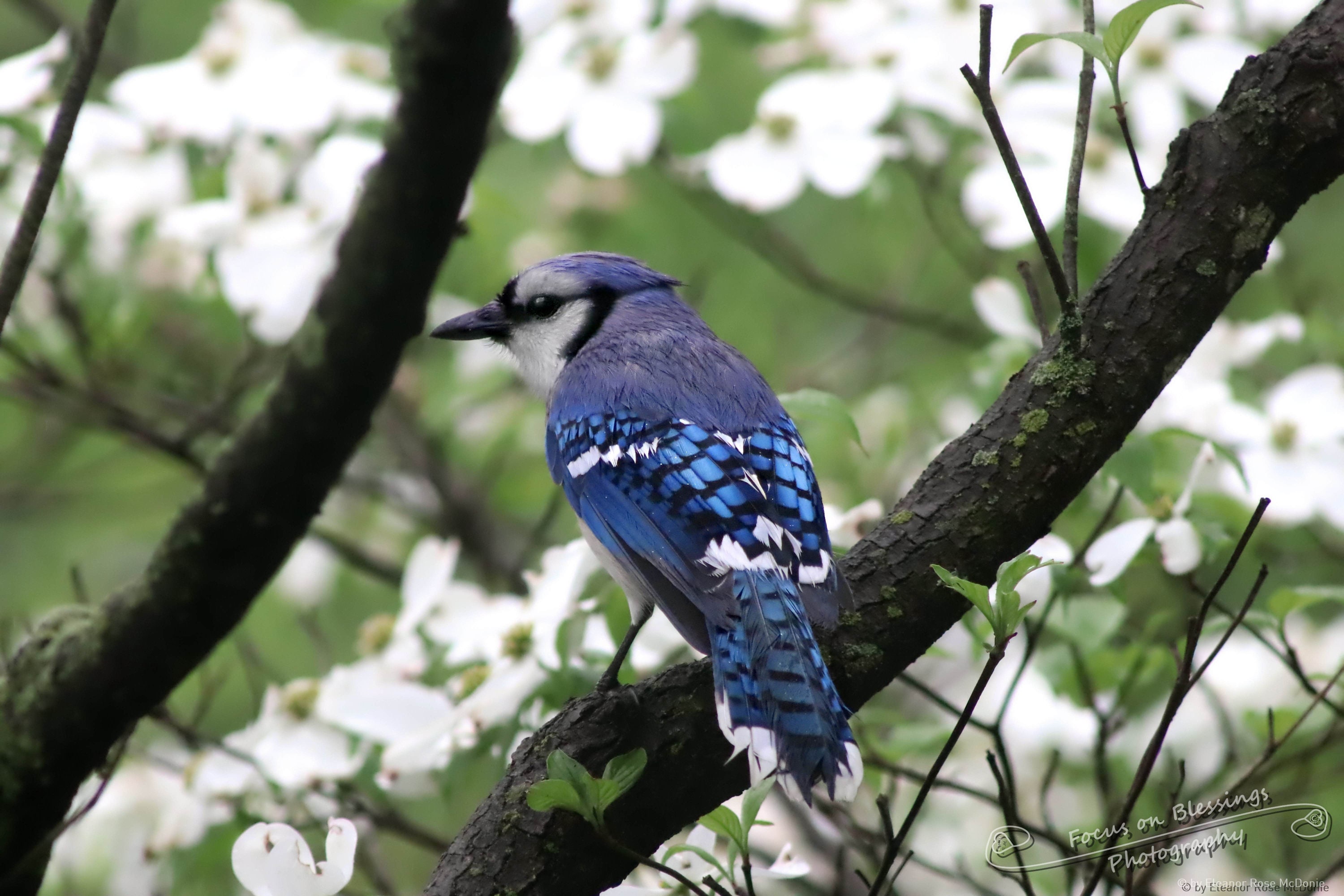 Blue Jay Photography Bundle: Wall Art Prints (digital Download) - Etsy