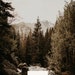 Forest Stream Print, Colorado Mountains, Minimal Nature Wall Art ...