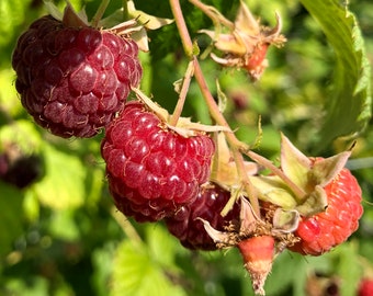 Raspberry Seeds | Etsy