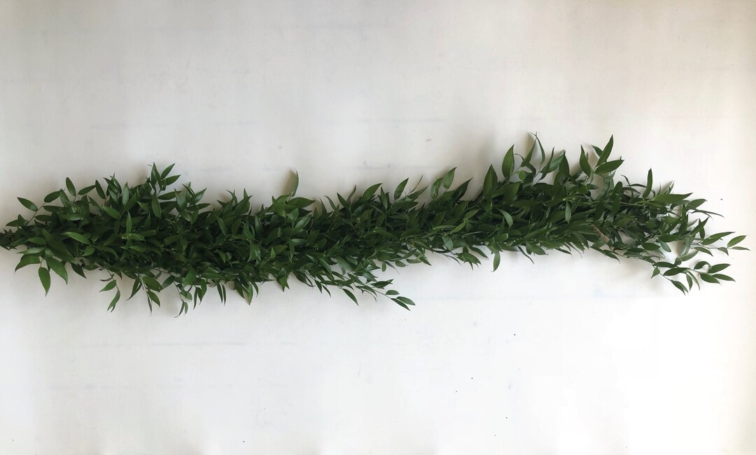 Real Italian Ruscus Greenery - 6FT - Etsy