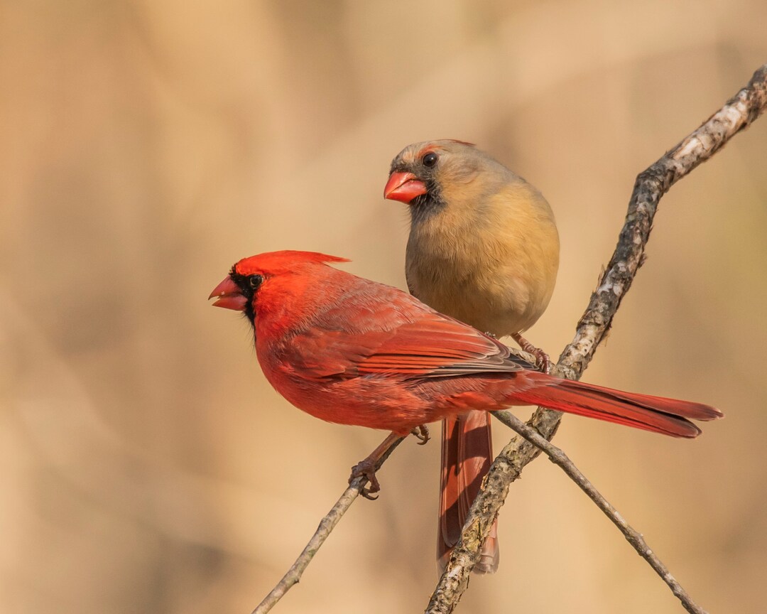 Lovely Northern Cardinal Couple, Massachusetts - Etsy