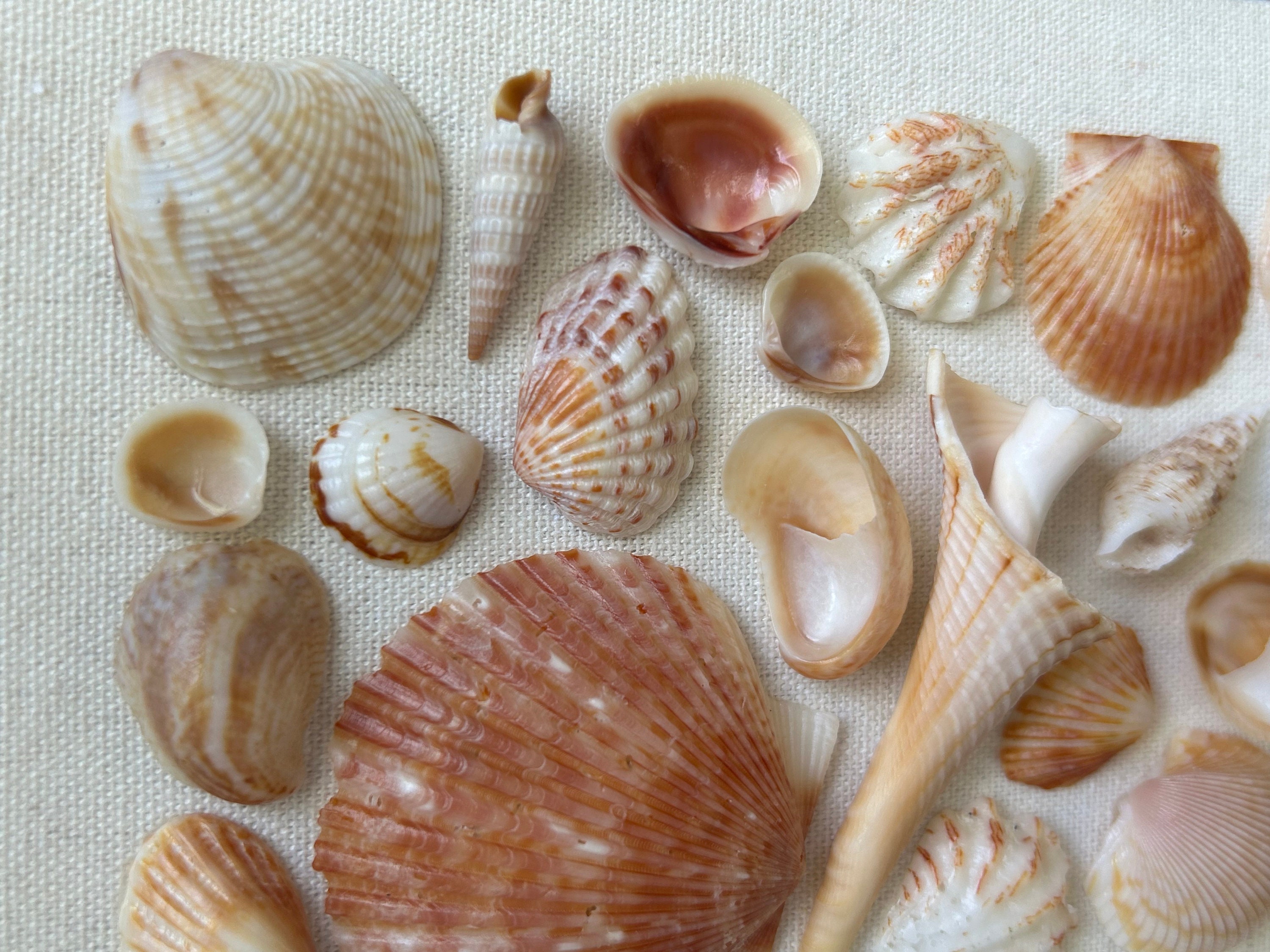 Shell Sampler Shadow Box - Etsy
