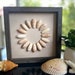 Olive Sun Shell Shadow Box - Etsy
