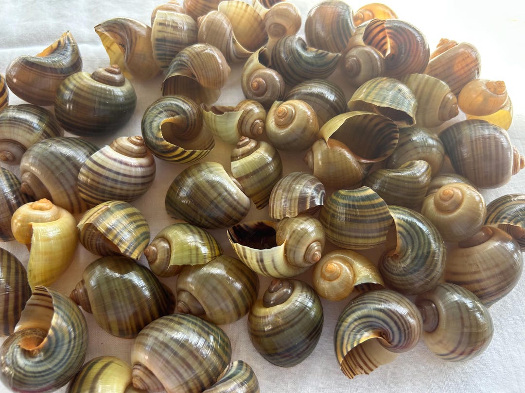 Florida Apple Snail Shells - Etsy