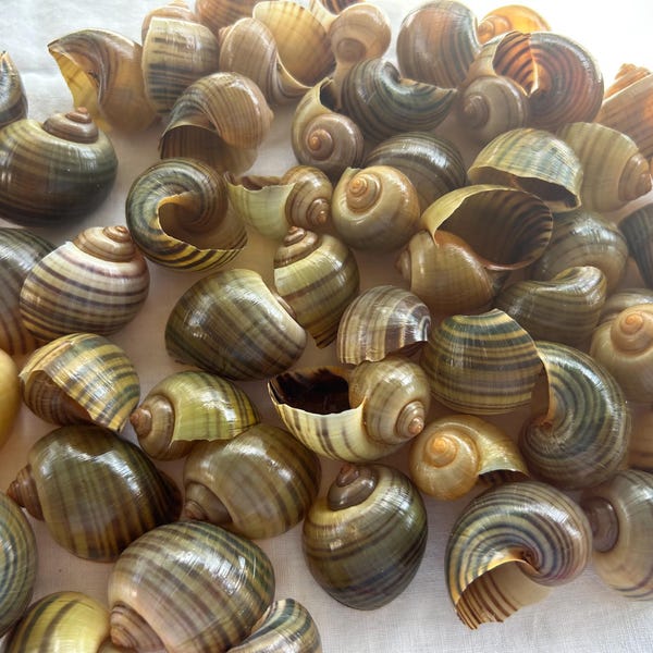 Apple Snail Shell - Etsy